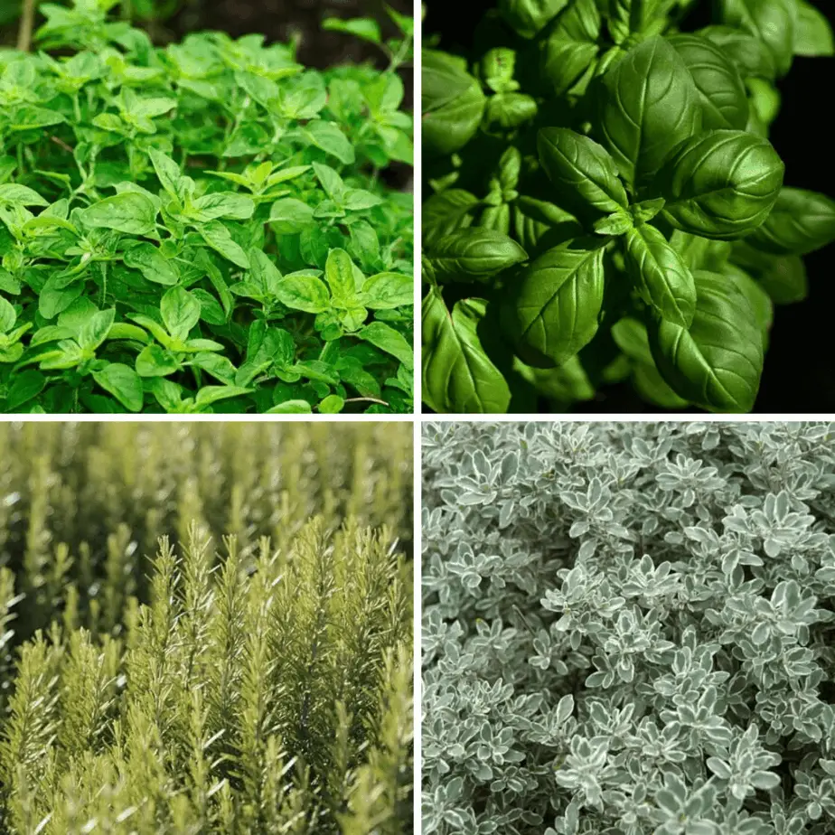 Is herbes de provence herb mix gluten free – Pro Family Chef