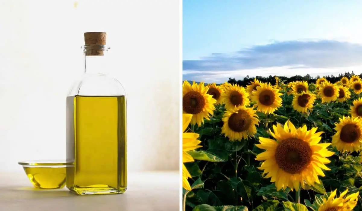 Can You Cook Steak With Sunflower Oil Yes If You Use This Cooking 